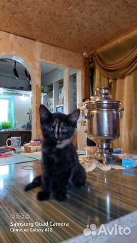 Две девочки от кошки мышеловки в добрые руки