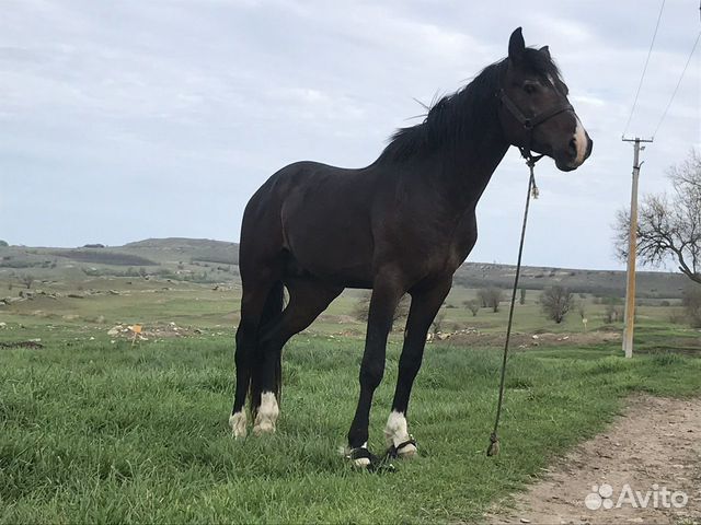 Продажа лошадей жеребец