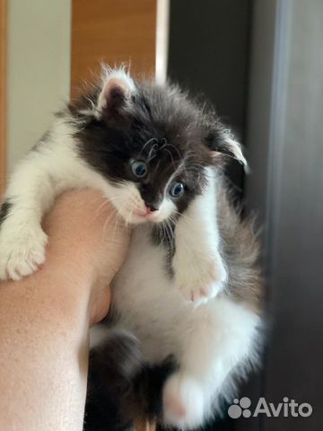 Отдам даром игривого котенка
