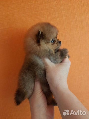 Померанский шпиц