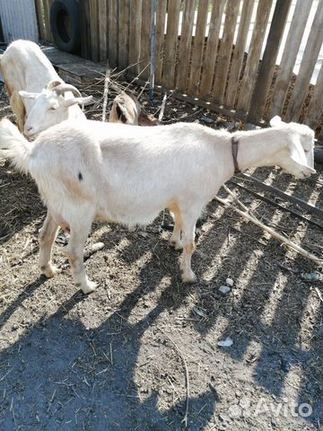 Козы. Дойные и козлята