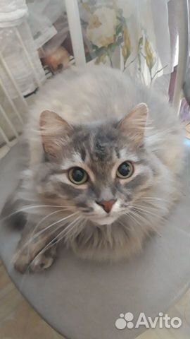 Взрослый кот