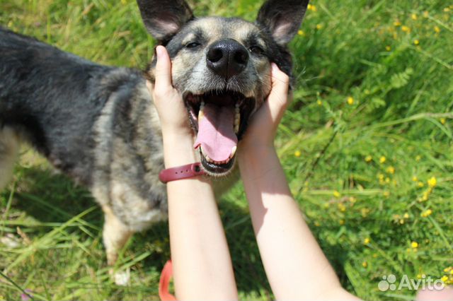 Супер пес ищет дом