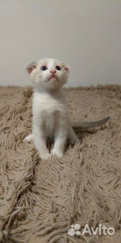 Котёнок сноу-шу (метис)