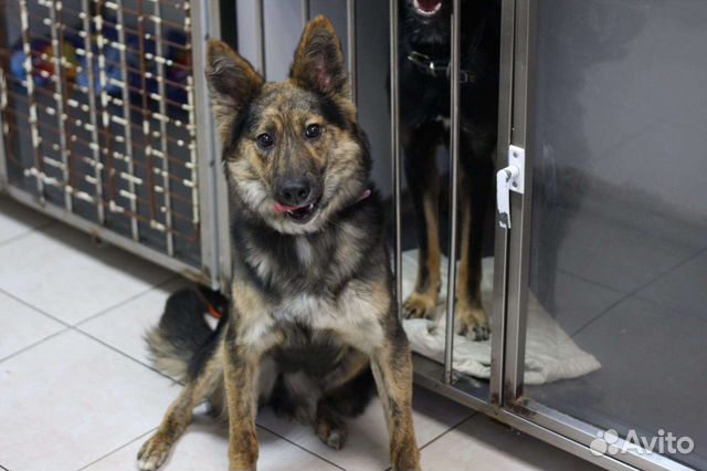 Отдадим в ответственные и добрые руки