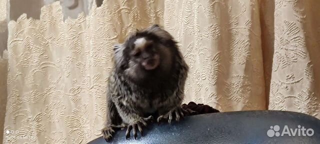 Обезьяна белоухая 6 мес