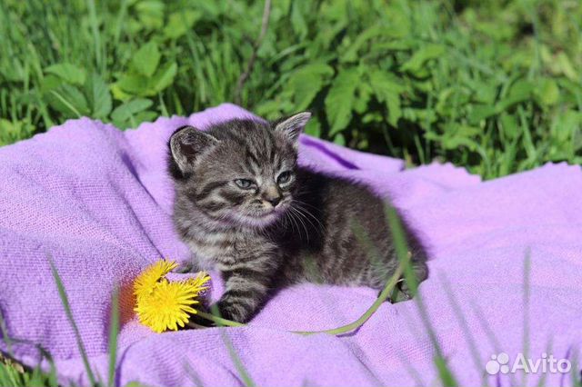 Красивые котятки