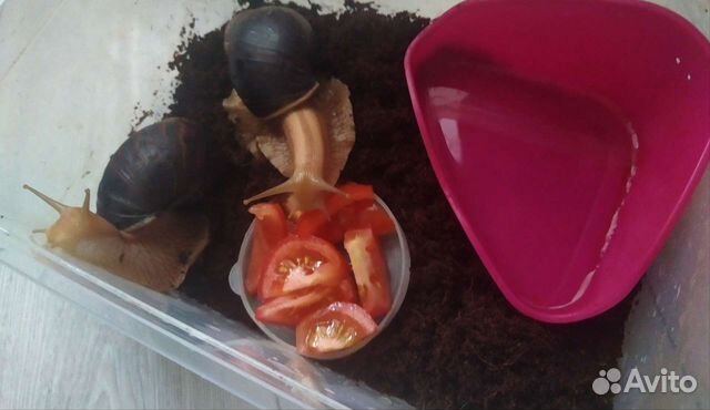 Улитки ахатины бесплатно