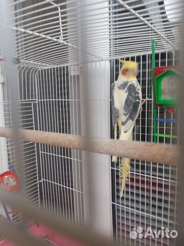 Попугай корелла с клеткой
