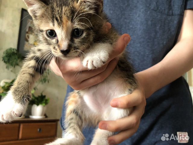 Котята бесплатно центр спб