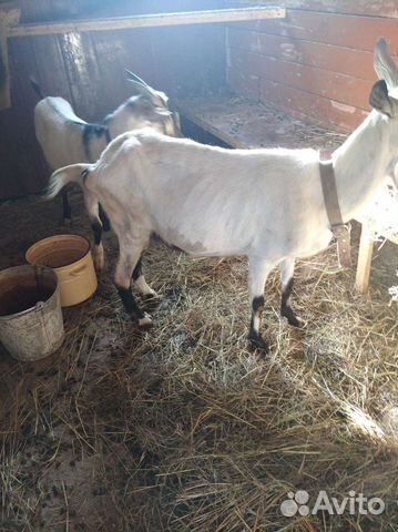 Дойные нубийские козы