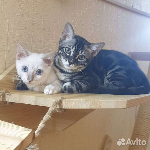 Бенгальские котята