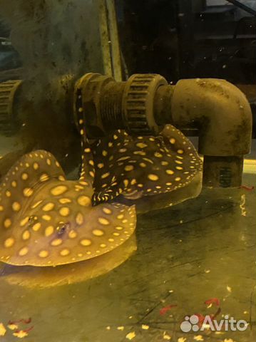 Щенки Ската black diamond