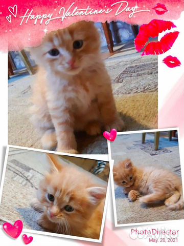 Рыжий сибирский котик