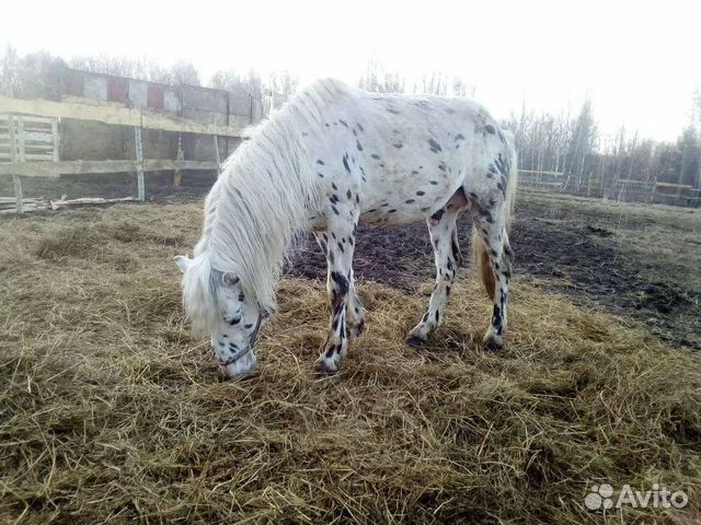 Чубарый жеребец