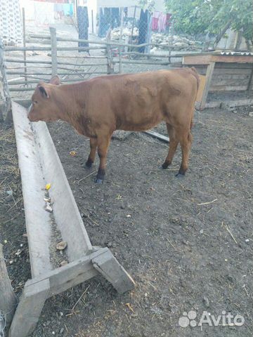 Быки и телка