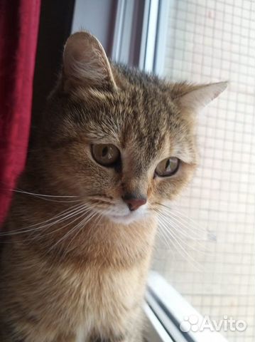 Британочка, ищет дом