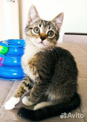 Котёнок в ответственные руки