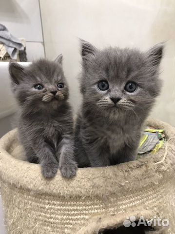 Котята отдам в добрые руки бесплатно