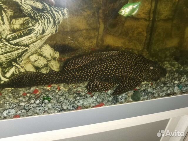 В срочном порядке продам двух птеригоплихтов