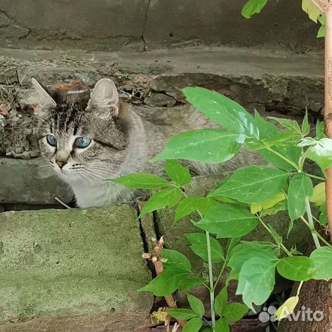 Тайский Кот