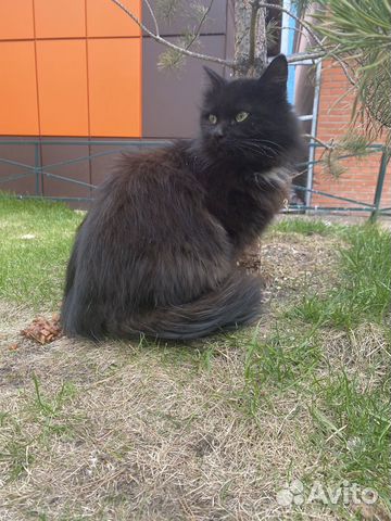 Найдена кошка