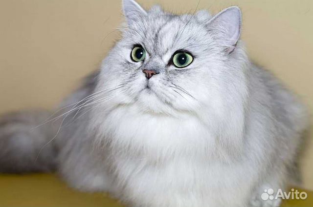 Шерсть (пух) персидского кота