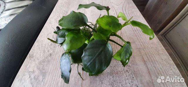 Растения для аквариума