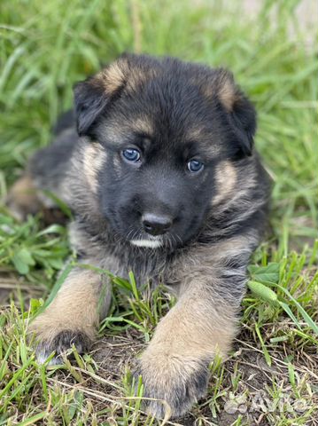 Немецкая овчарка