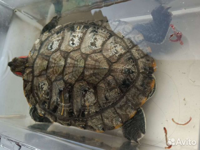 Красноухая черепаха