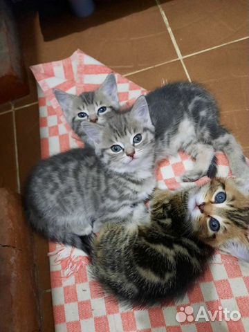Котята