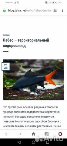 Лабео рыбка в аквариум