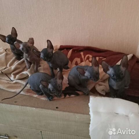 Канадский сфинкс. Эльф