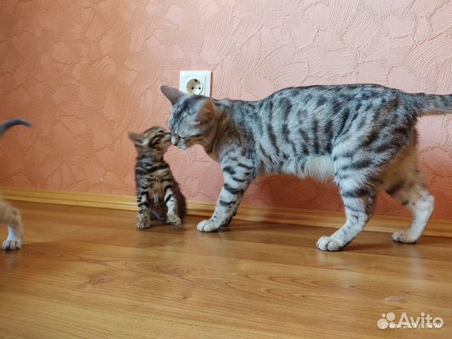 Бенгальские котята продажа