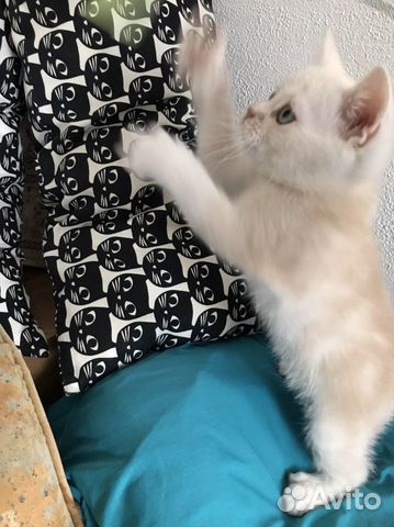 Шотландский страйт