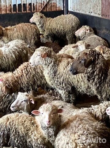 Баранчики овцы