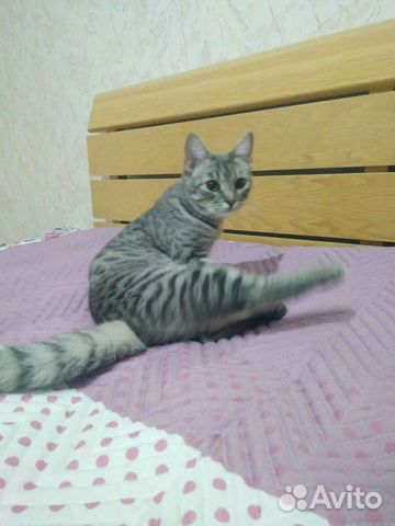 Молодая Кошка ищет котика для вязки