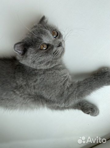 Шотландская кошка