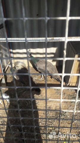 Продам.птицу павлиноа,цысарок,цыплят брама, кох, к