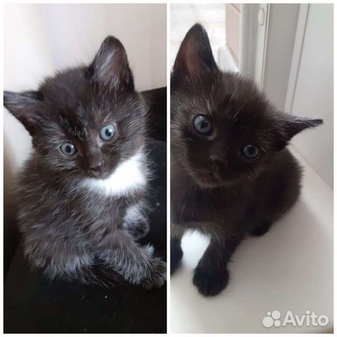 Кошка в дар