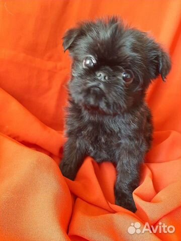 Бельгийский гриффон