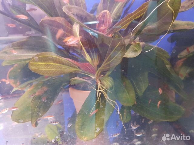 Продам эхинодорус