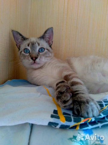 Кот Дюшес ищет дом