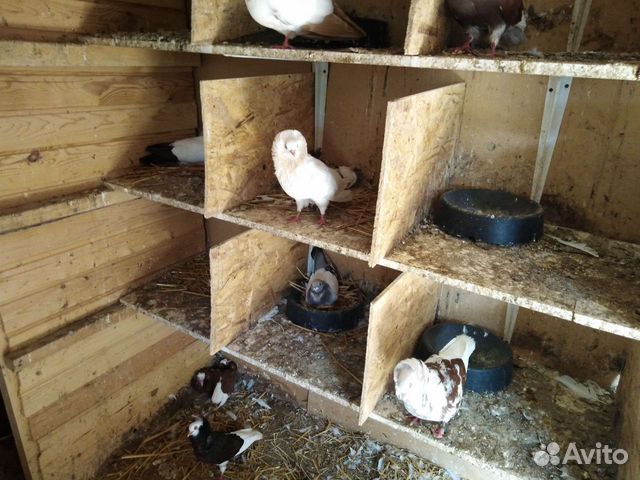 Голуби в Подмосковье уменьшение количества цена до