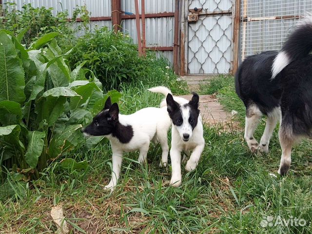 2 сестренки