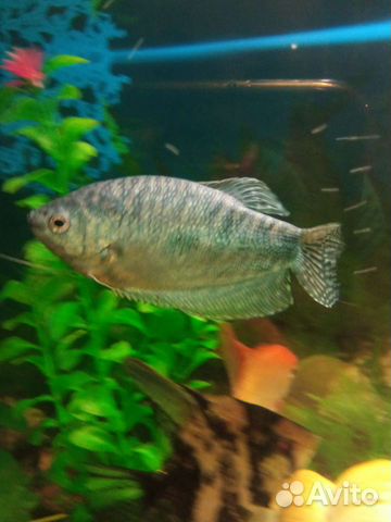 Гурами мраморная