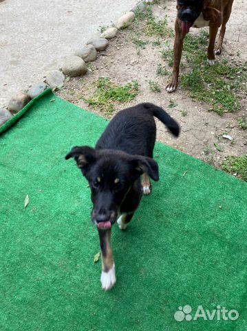 Собака в добрые руки