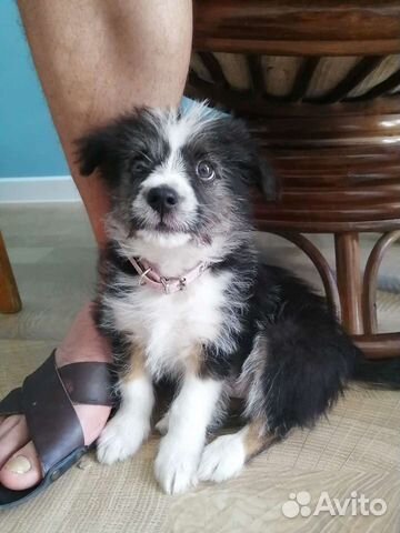 Собака в добрые руки щенок