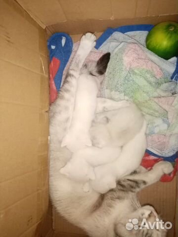 Котята в добрые руки бесплатно