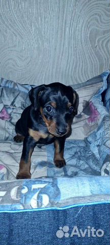 Щенки цвергпинчера